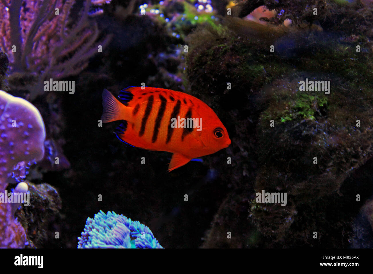 Flame Angelfish in reef tank Stock Photo - Alamy