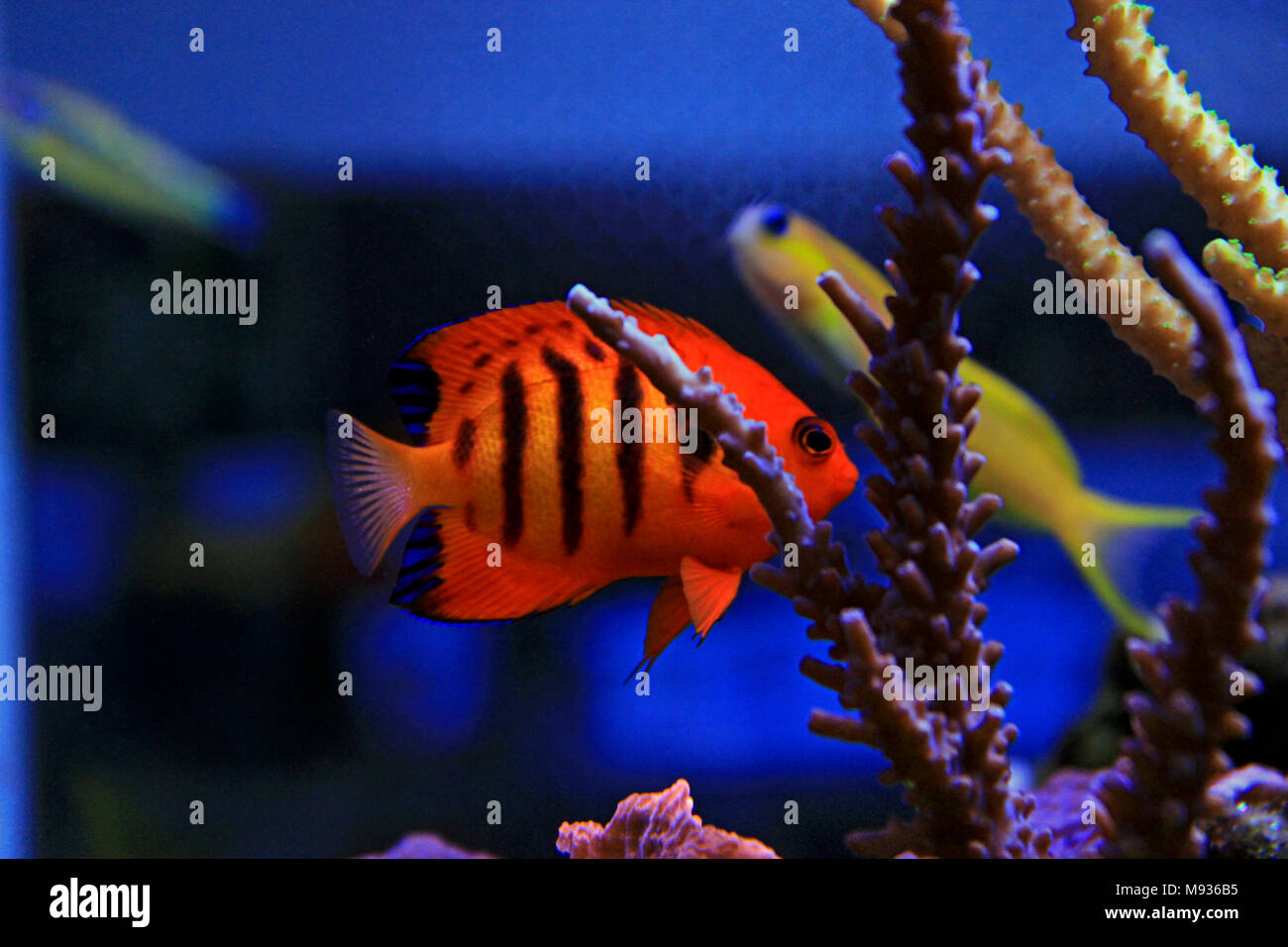 Flame Angelfish in reef tank Stock Photo - Alamy