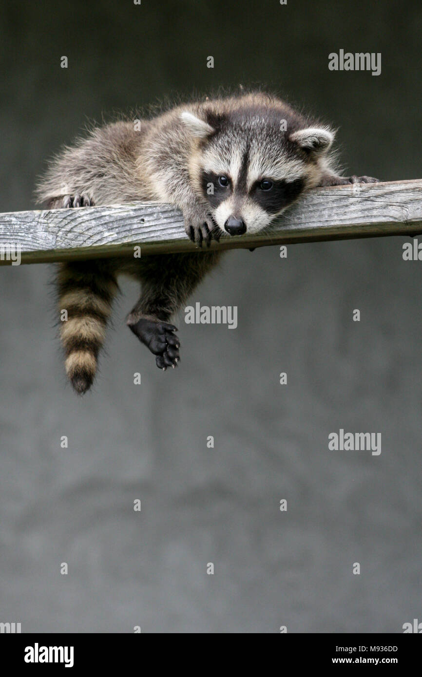 A baby raccoon ventures from the nest for the first time, in daylight ...