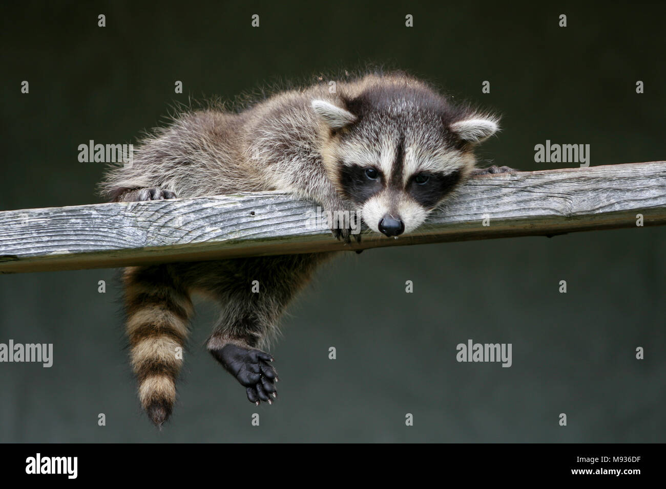 A baby raccoon ventures from the nest for the first time, in daylight ...