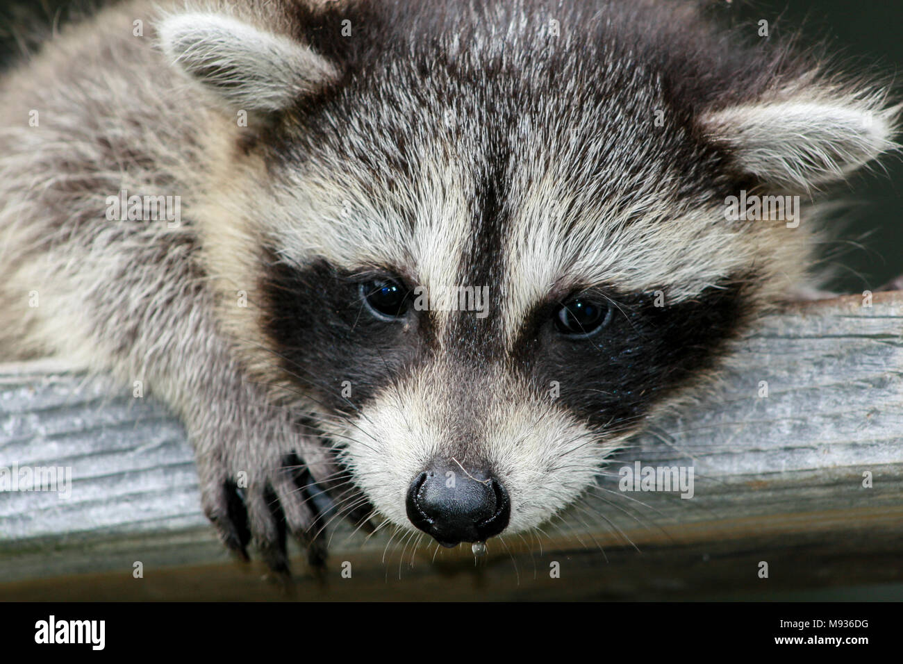 A baby raccoon ventures from the nest for the first time, in daylight ...