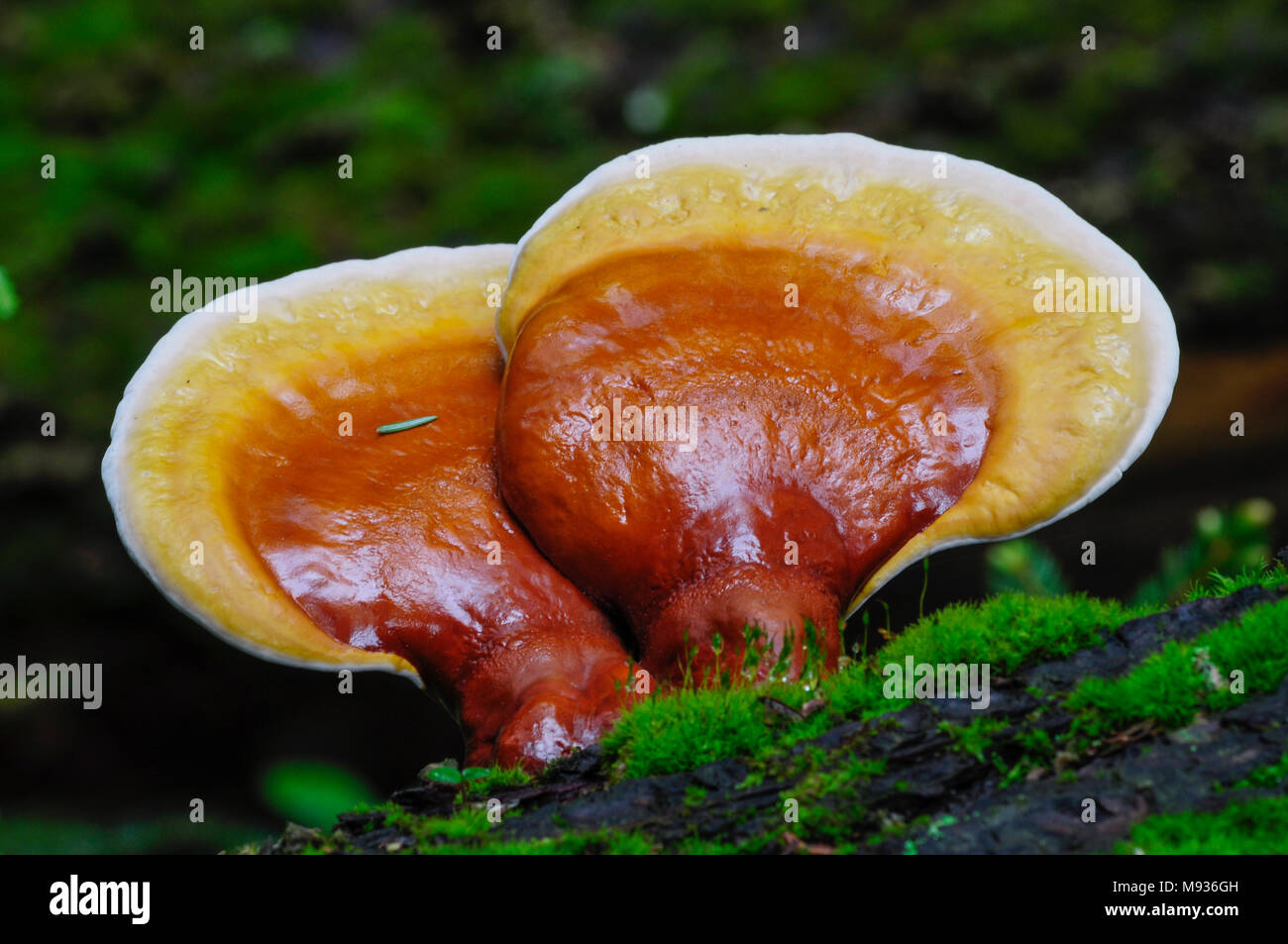 Hemlock Varnish Shelf Mushrooms, Ganoderma tsugae, Adirondack Forest ...