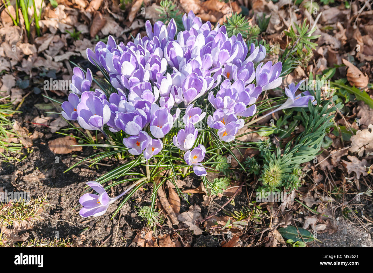 close up photo of beautiful purple tulips in the wild Stock Photo - Alamy