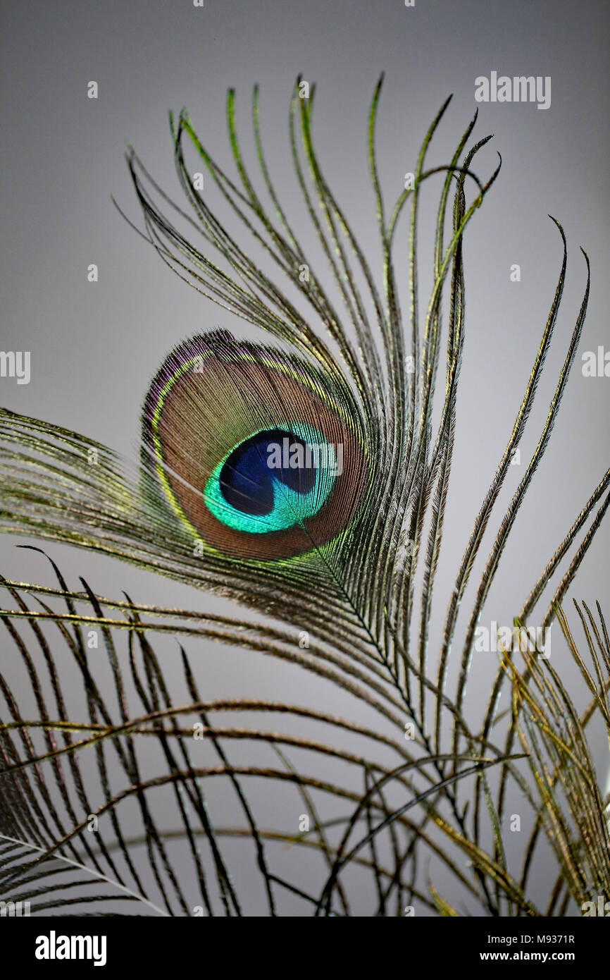 Indian Peacock Plumage High Resolution Stock Photography and Images - Alamy