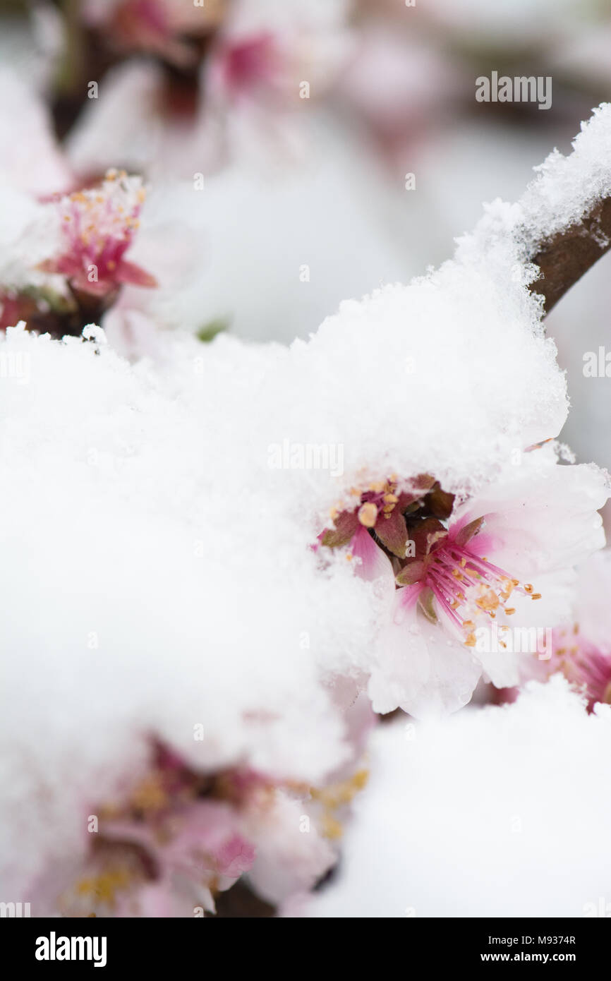 Almond tree flowers covered by snow Stock Photo - Alamy