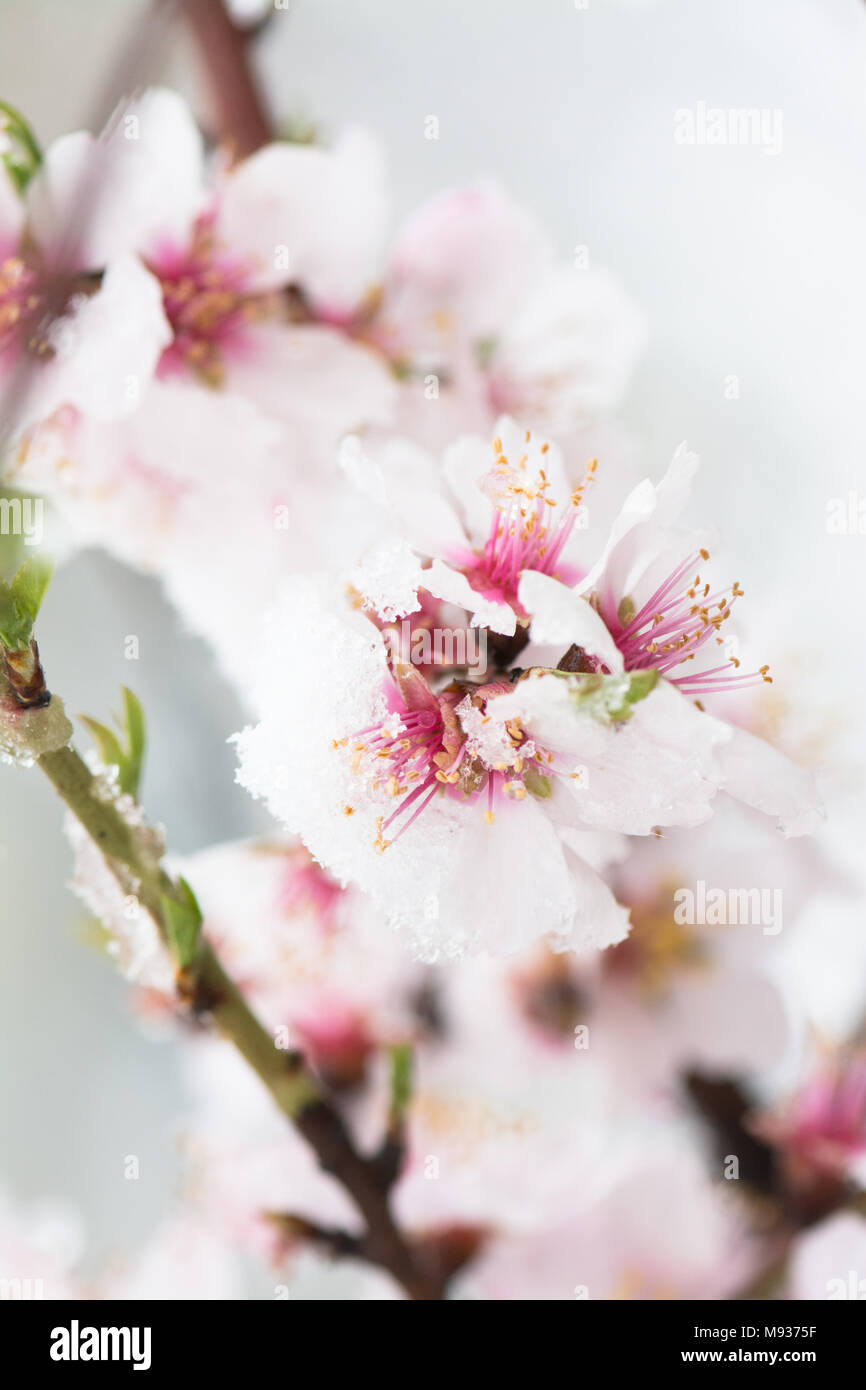 Almond tree flowers covered by snow Stock Photo - Alamy