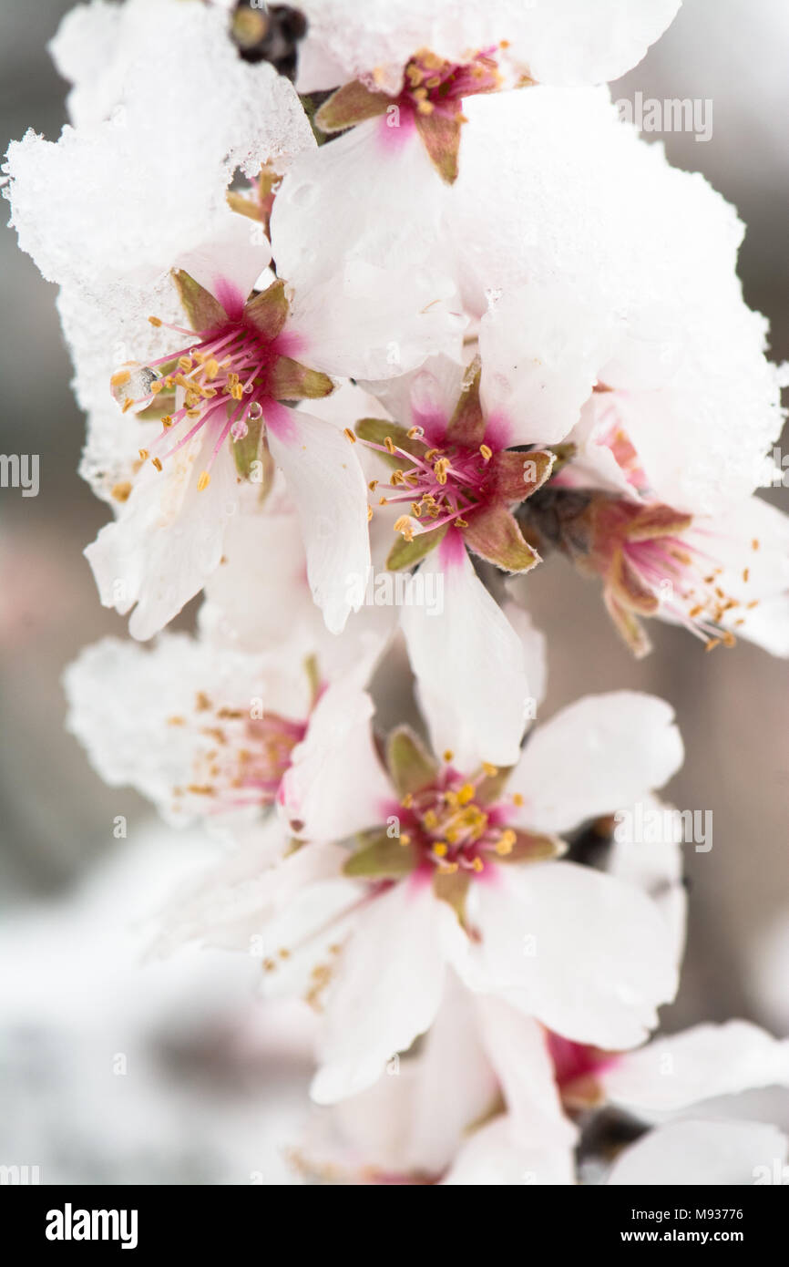 Almond tree flowers covered by snow Stock Photo - Alamy