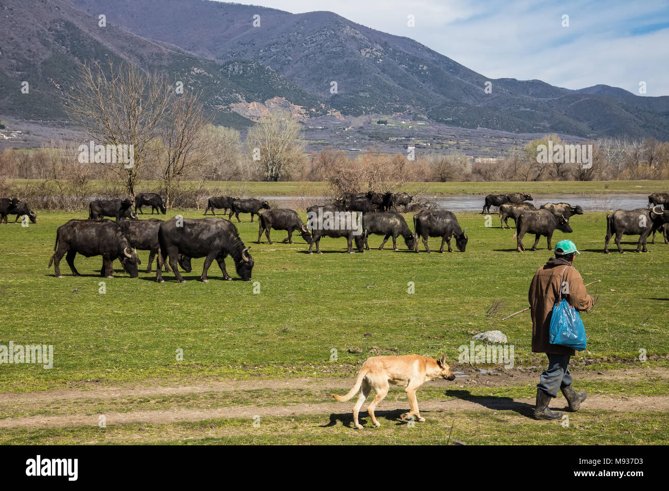 Buffalo grazing next to the river Strymon in Northern Greece Stock ...