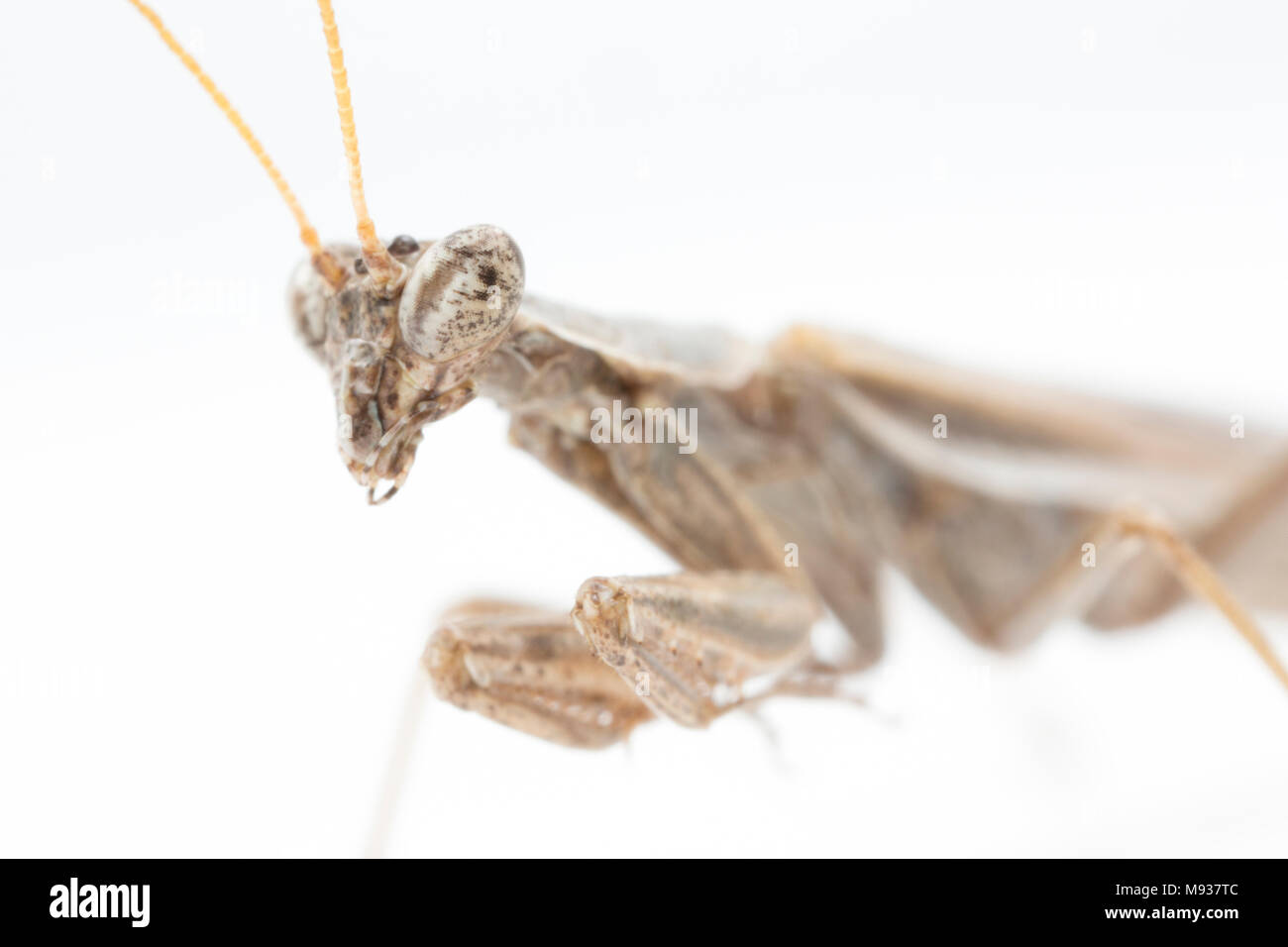Italian preying mantis hi-res stock photography and images - Alamy