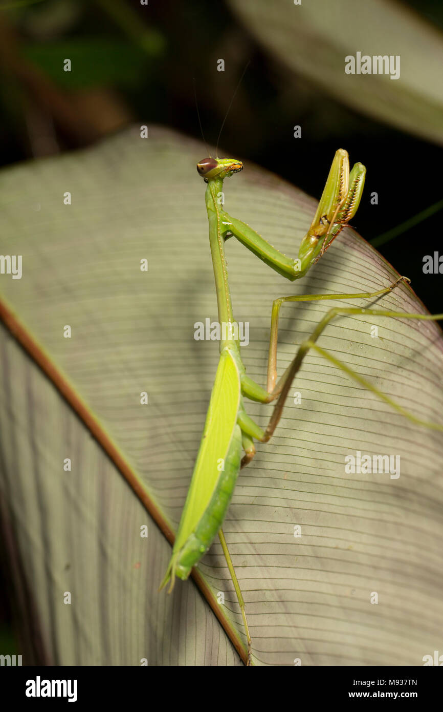 Praying mantis photographed in the jungle at night near Bakhuis ...
