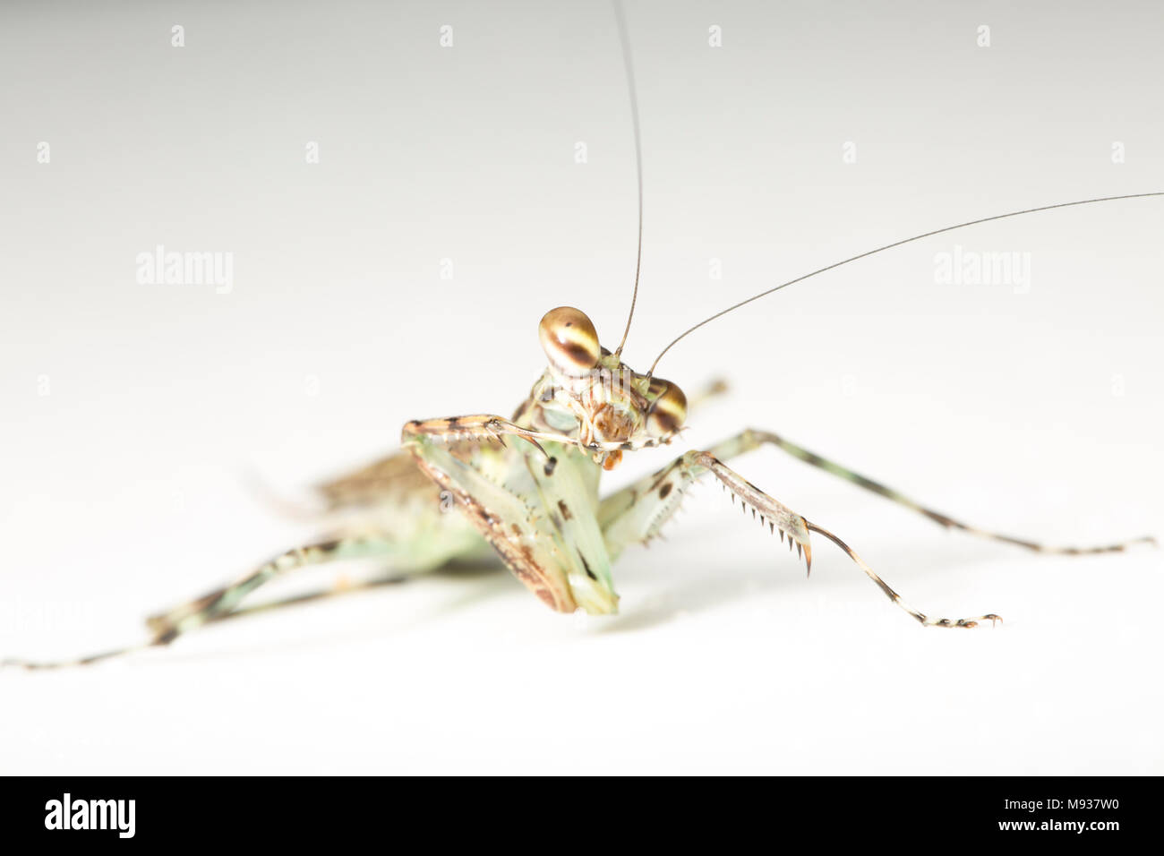Praying mantis on whiite hi-res stock photography and images - Alamy