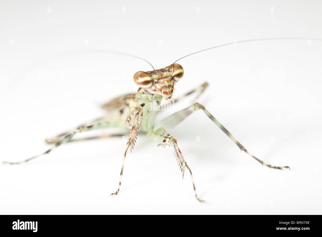 Praying mantis on whiite hi-res stock photography and images - Alamy