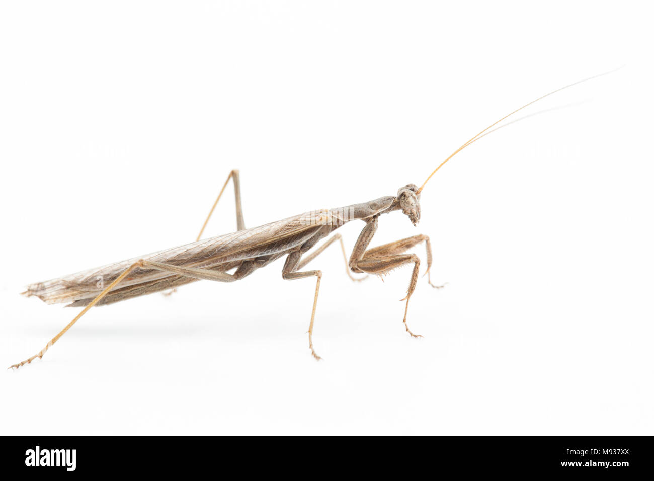 Praying mantis Ameles decolor, photographed in a studio on a white ...