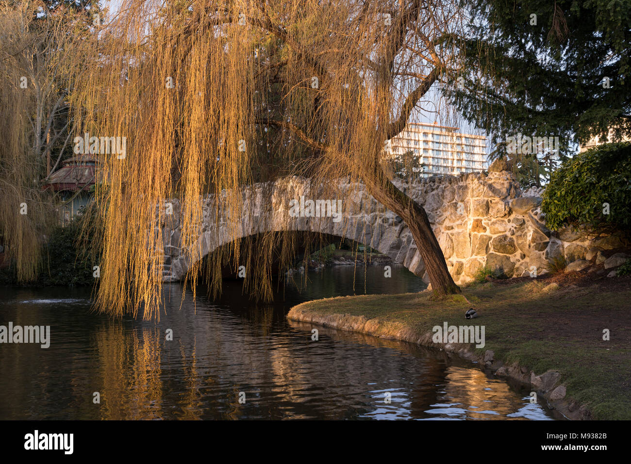A Weeping Willow tree over a duck pond near a stone bridge in Beacon ...
