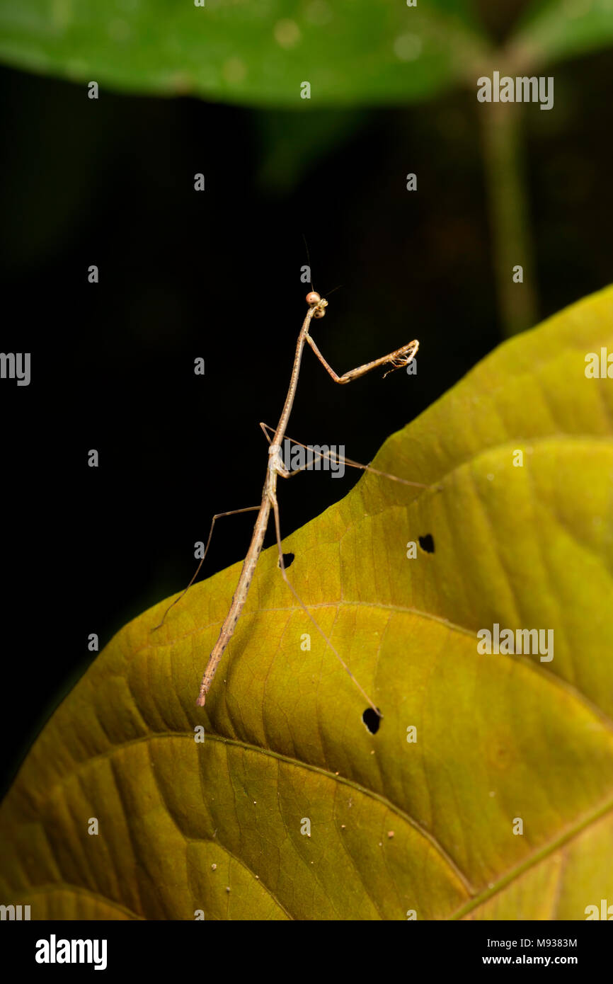 A praying mantis photographed at Raleighvallen nature reserve, Suriname ...