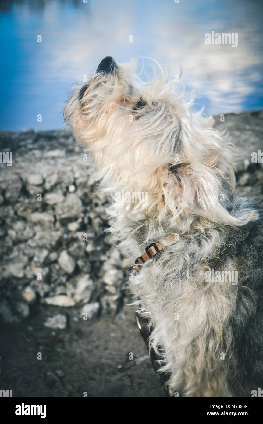 Angry Dog Barking High Resolution Stock Photography and Images - Alamy