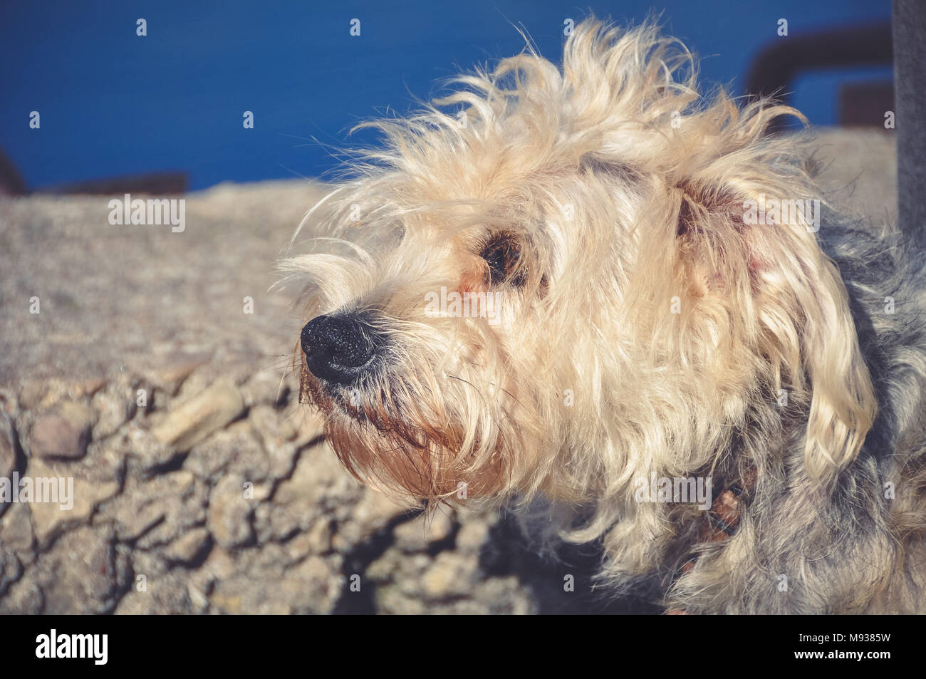 Canine barking hi-res stock photography and images - Alamy