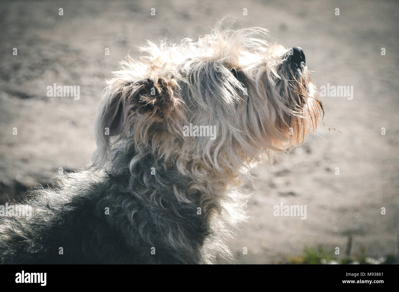 The cowardly dog hi-res stock photography and images - Alamy