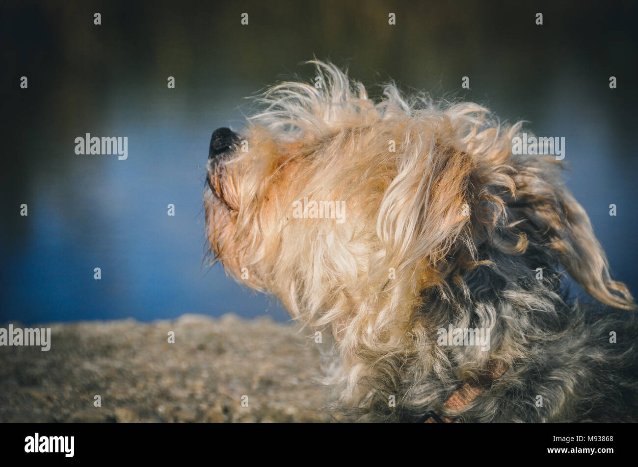 Barking big dog hi-res stock photography and images - Alamy