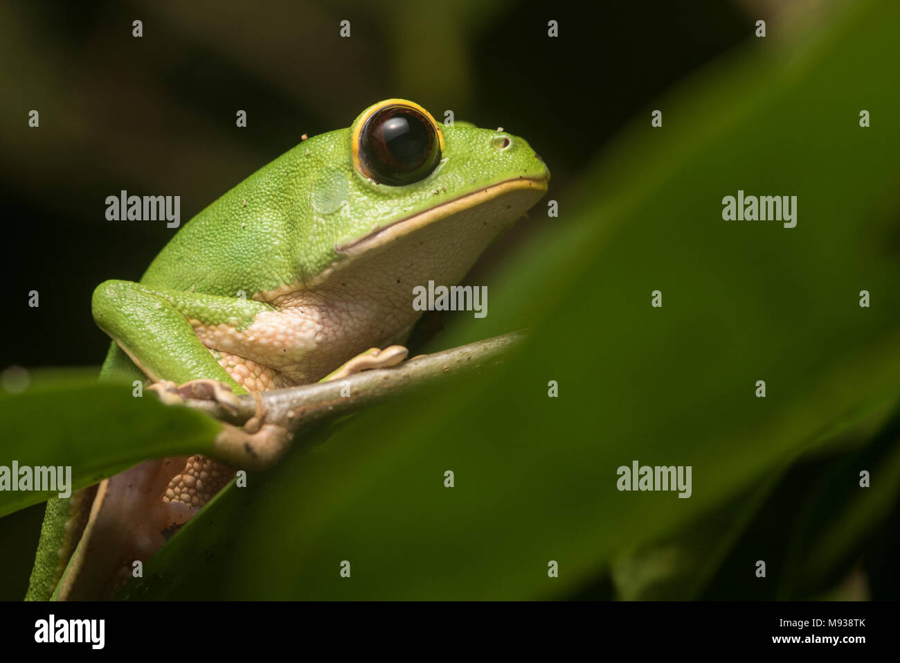 A Phyllomedusa camba camouflaged among the leaves of the Peruvian ...