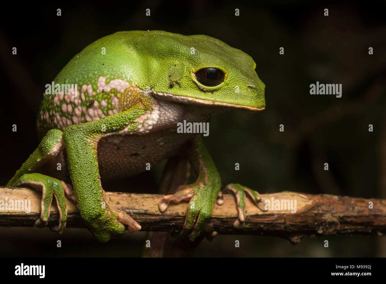 A grumpy monkey frog (Phyllomedusa camba) inflates itself to appear ...