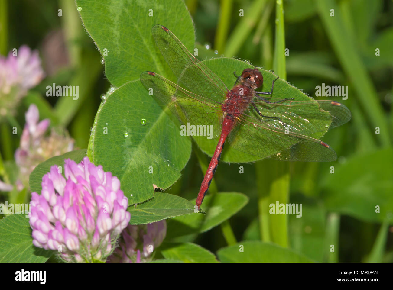 Cherry faced hi-res stock photography and images - Alamy