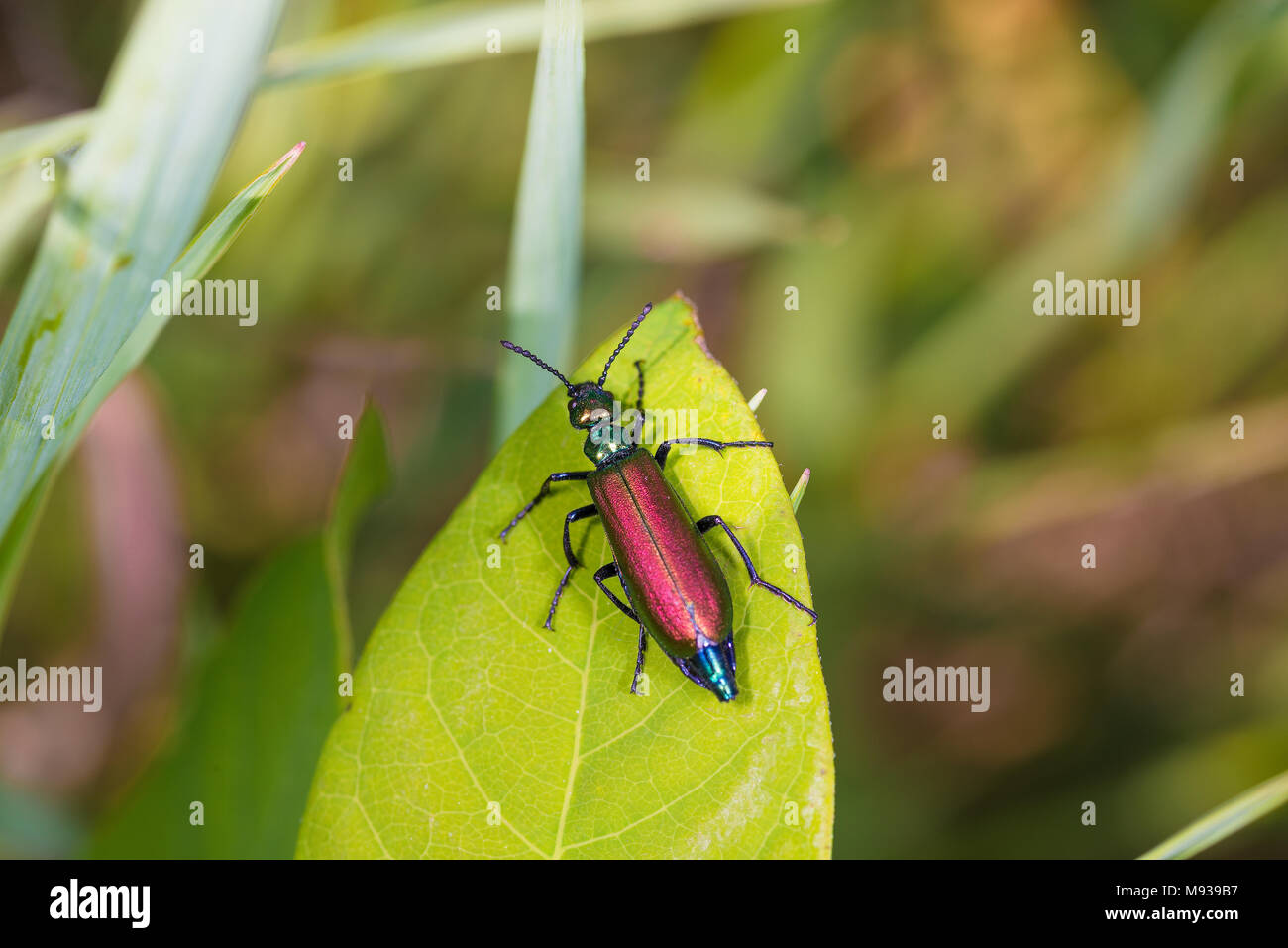 Blister beetle hi-res stock photography and images - Alamy