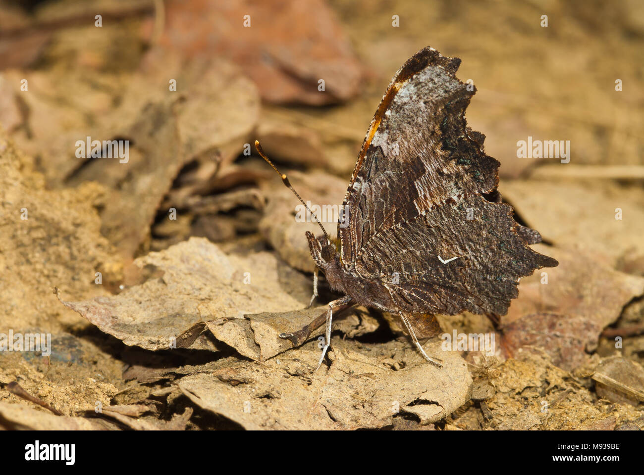A green comma, Polygonia faunus, in the spring after overwintering, in ...