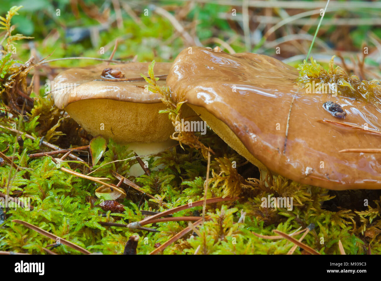 Short-stalked bolete, Suillus brevipes, growing among moss in Jasper ...