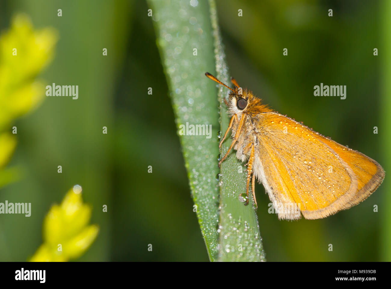 A european skipper butterfly, Thymelicus lineola, clinging to a dewy ...