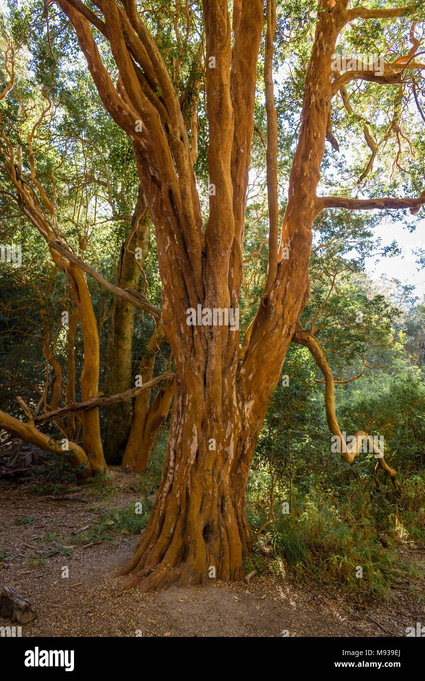 Parque nacional los arrayanes hi-res stock photography and images - Alamy