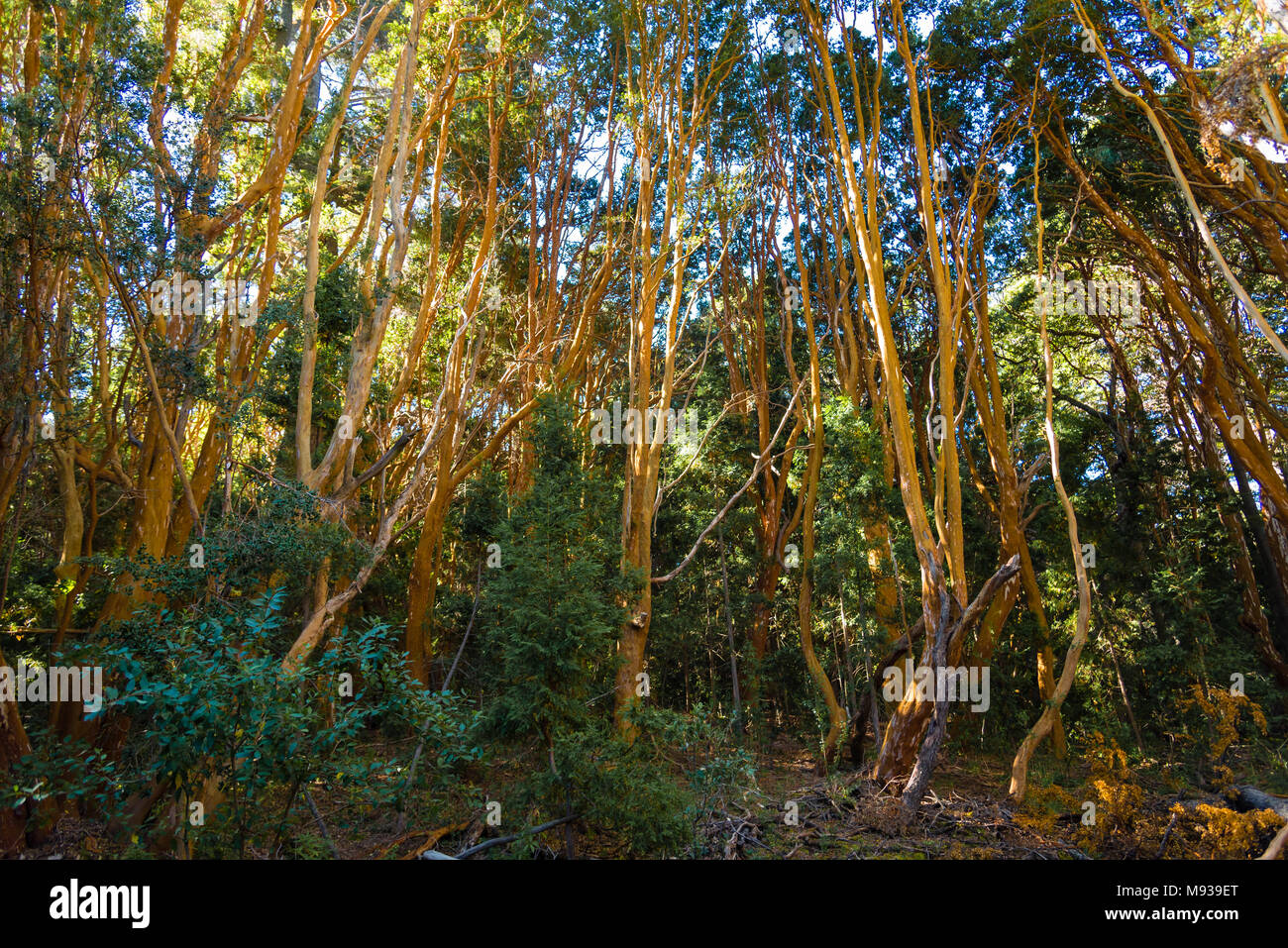 Los arrayanes national park hi-res stock photography and images - Alamy