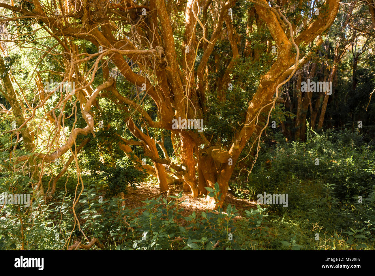 Parque Nacional Los Arrayanes High Resolution Stock Photography and ...
