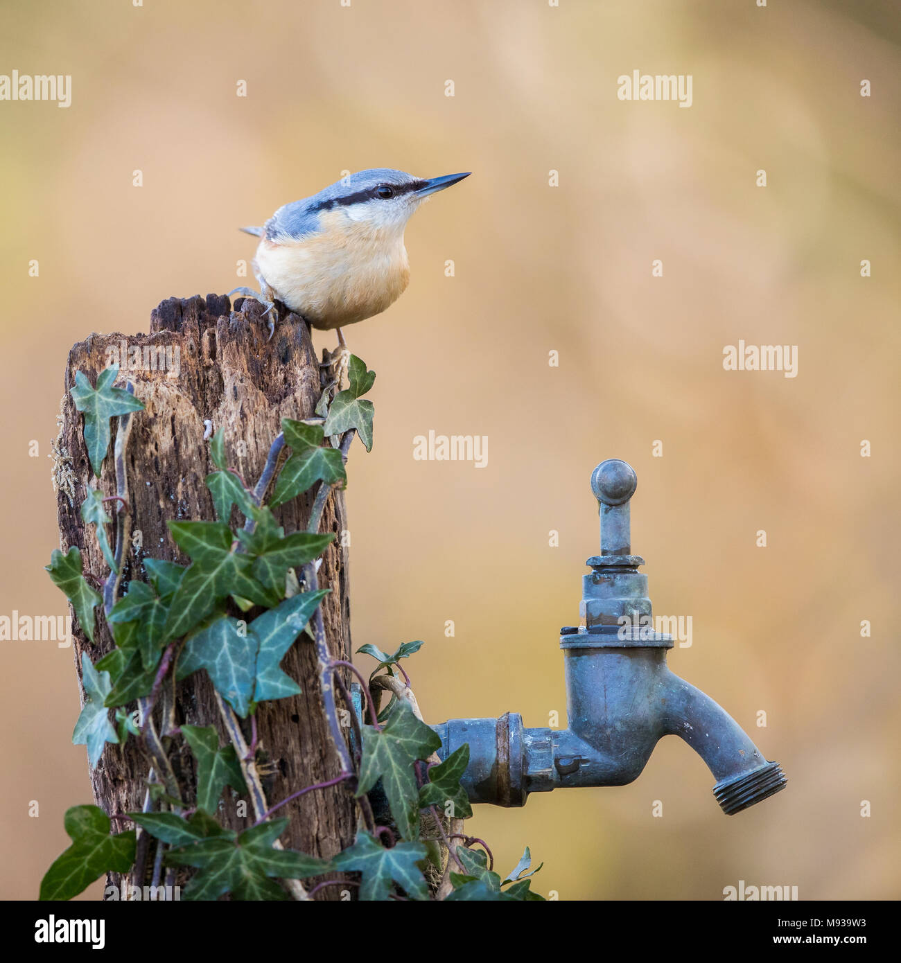 Wooden post with tap hi-res stock photography and images - Alamy