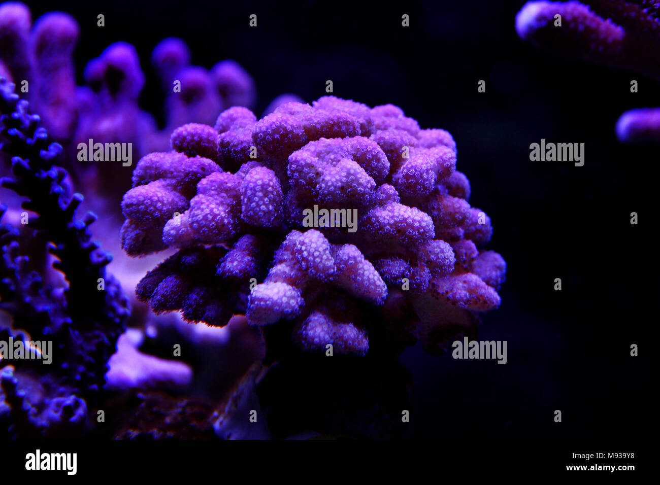 Large stony coral - Stylophora sp Stock Photo - Alamy