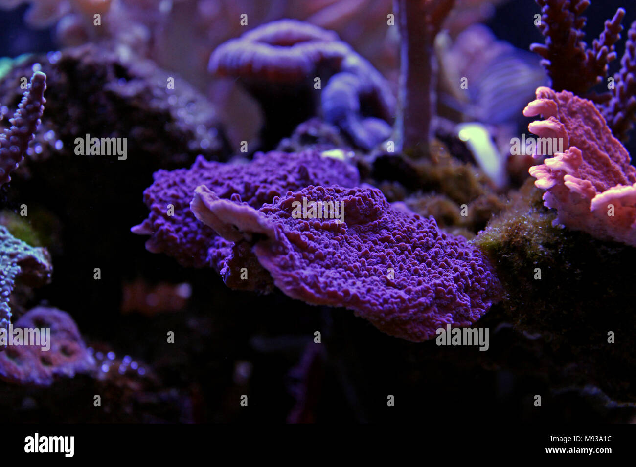 Montipora sps coral in reef tank Stock Photo - Alamy