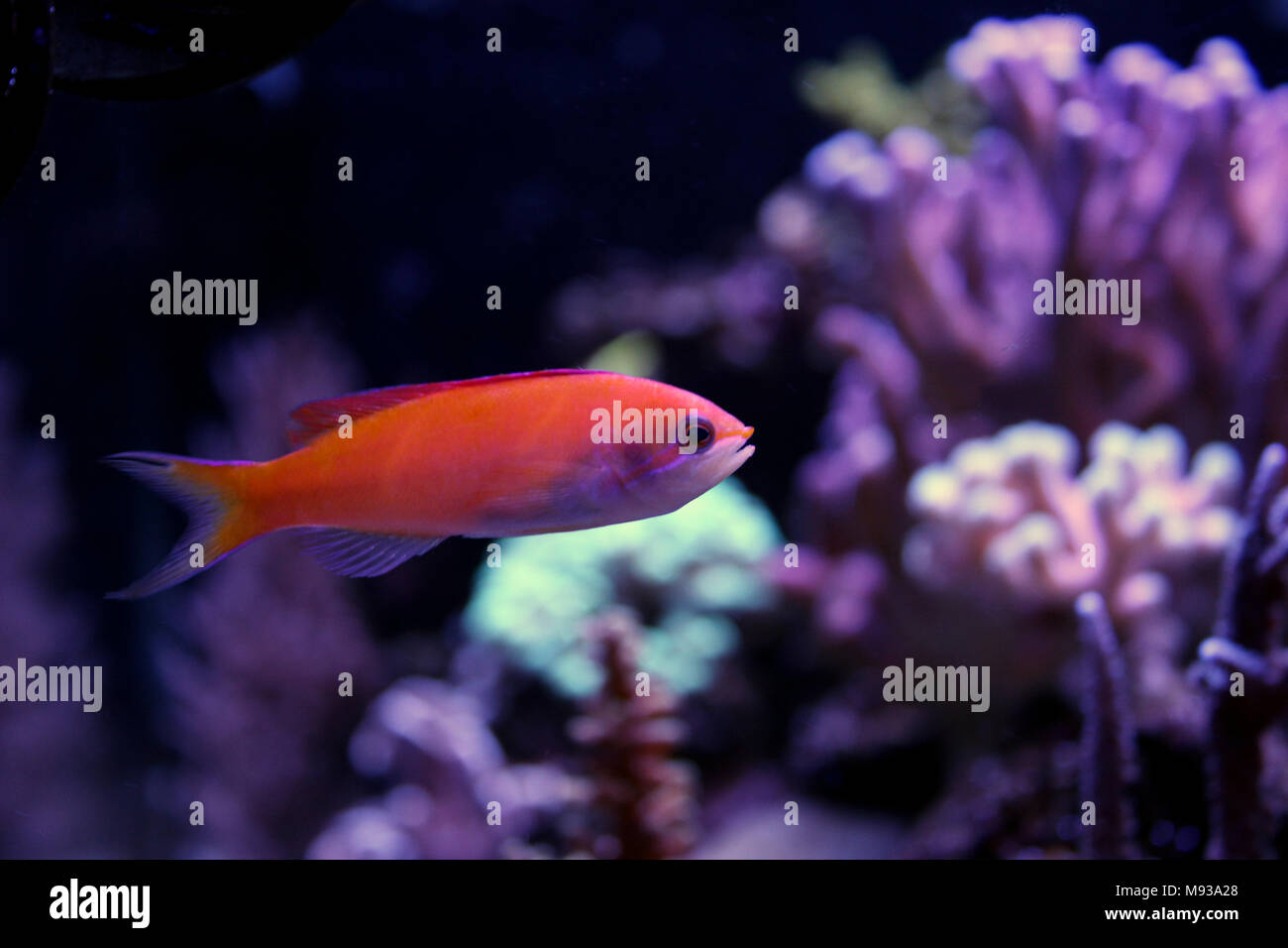 Beautiful anthias fish Stock Photo - Alamy