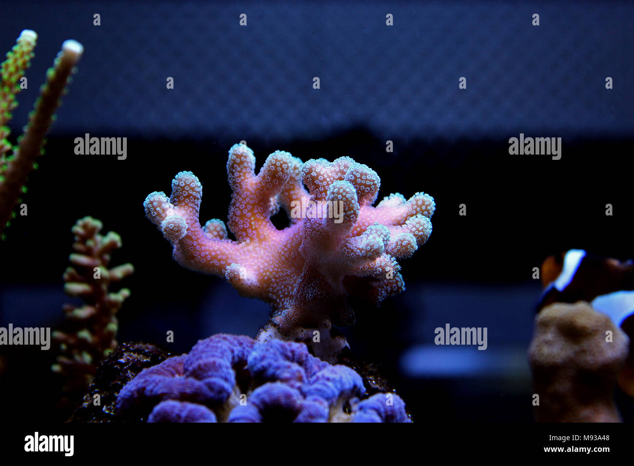 Large stony coral - Stylophora sp Stock Photo - Alamy