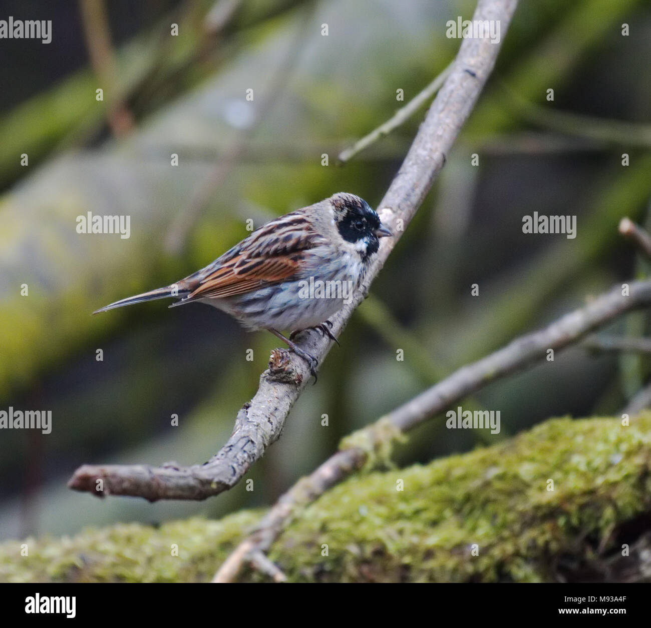 Chirping insects hi-res stock photography and images - Alamy