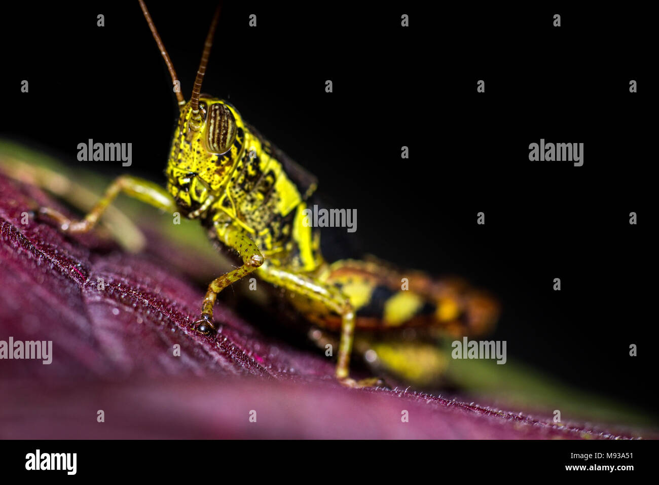Valanga nigricornis hi-res stock photography and images - Alamy