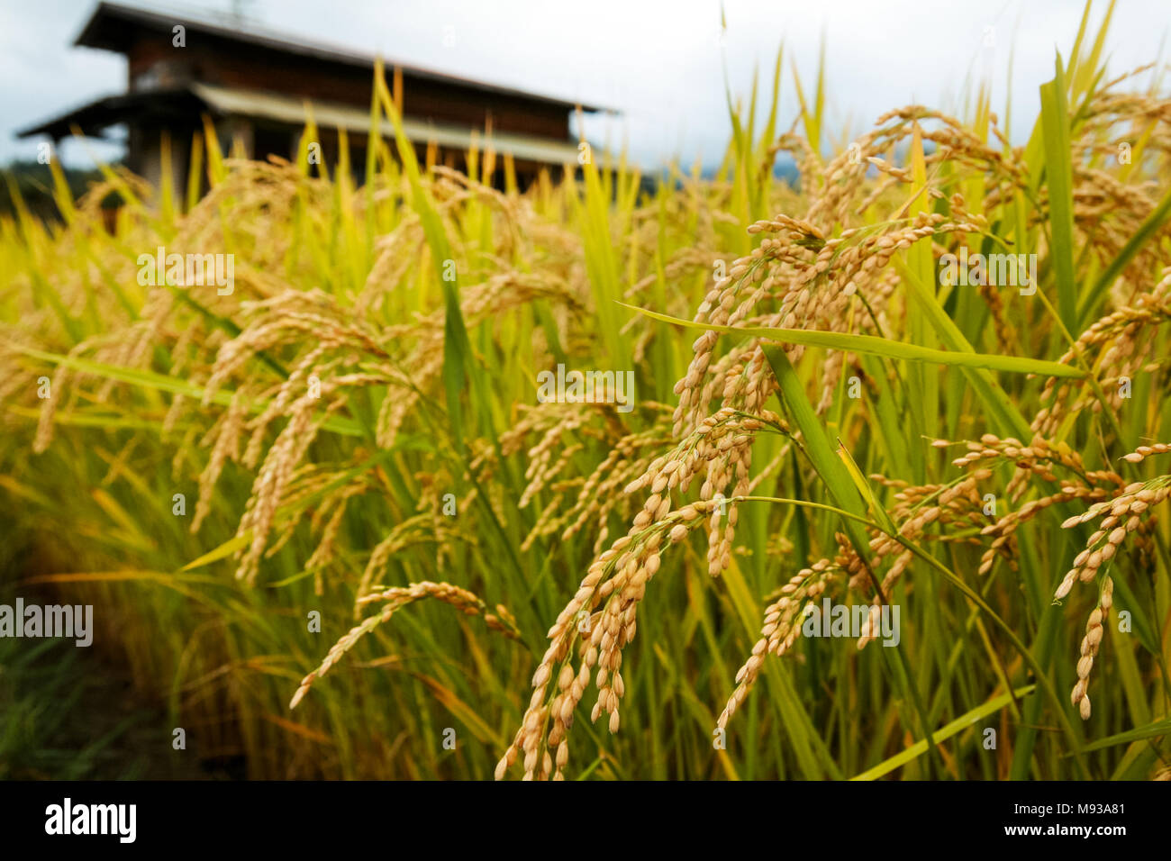 Oryza sativa hi-res stock photography and images - Alamy