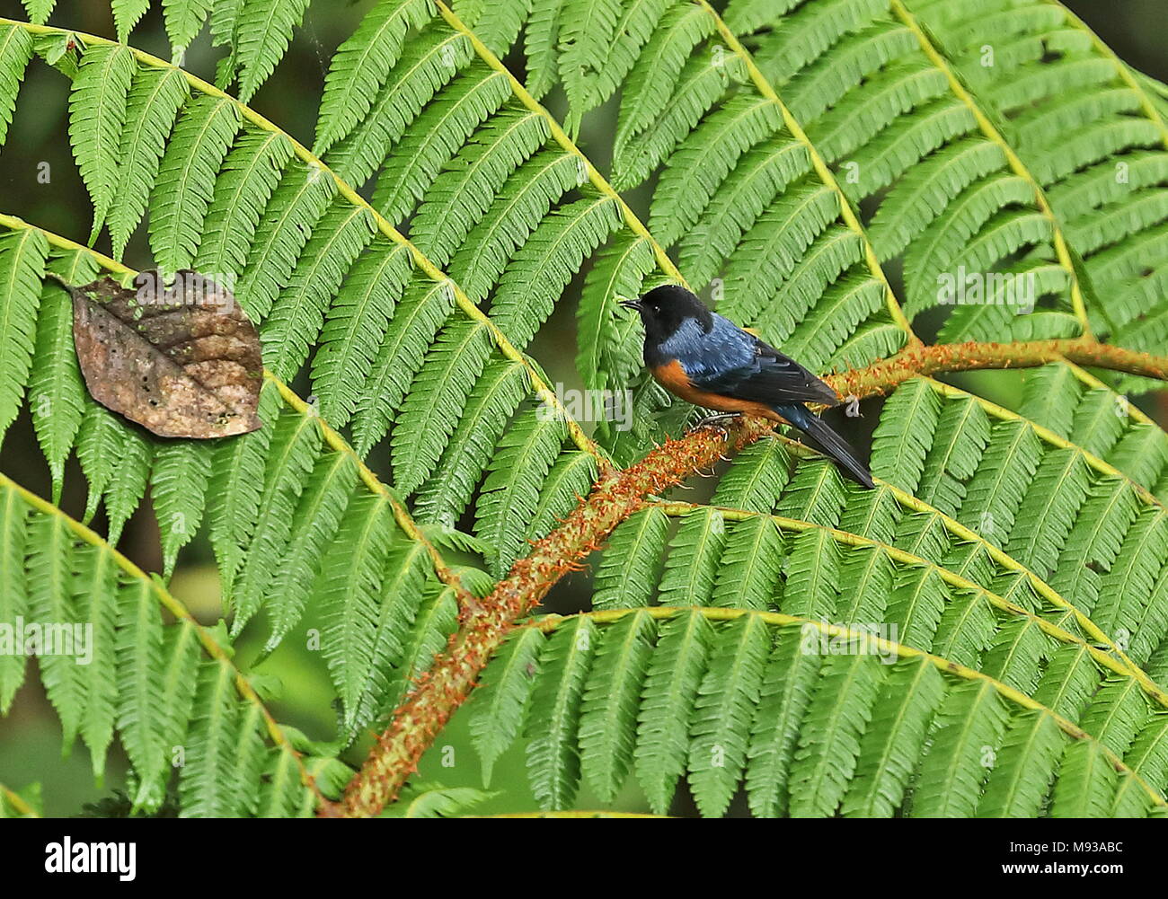 Blue-backed Conebill (Conirostrum sitticolor sitticolor) adult perched ...
