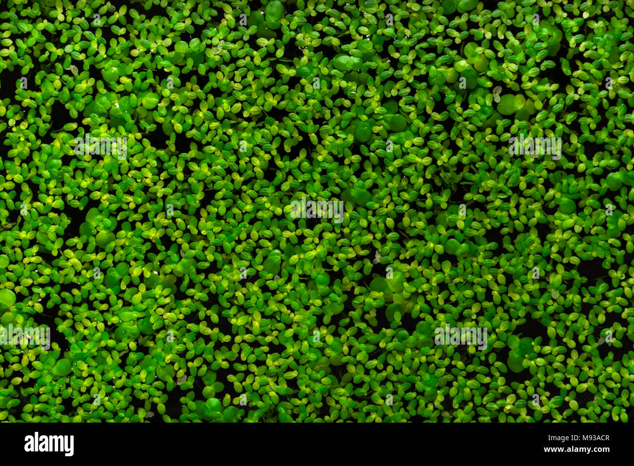 Algae on green background hi-res stock photography and images - Alamy