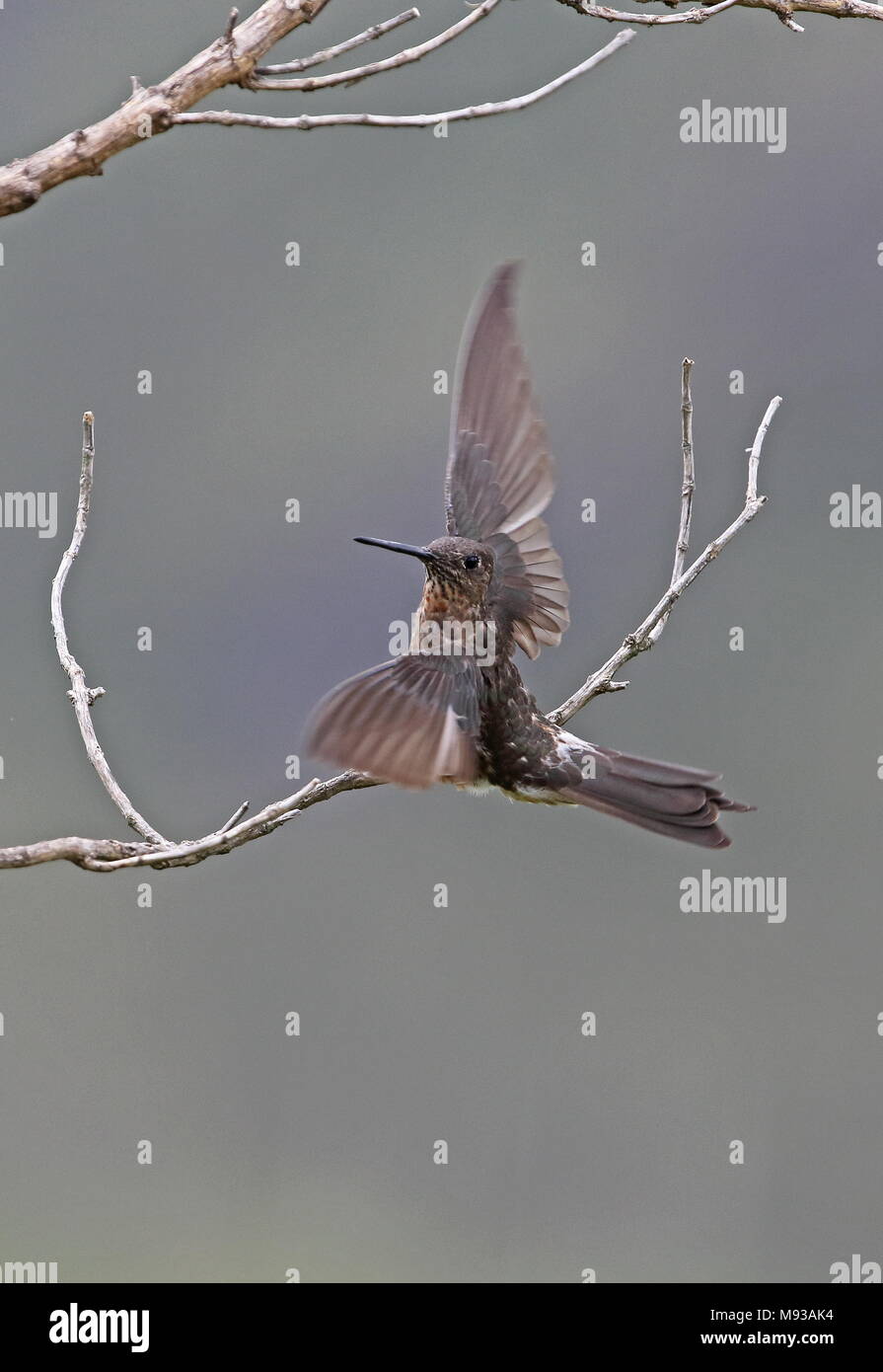 Giant Hummingbird (Patagona gigas peruviana) adult taking off from twig ...