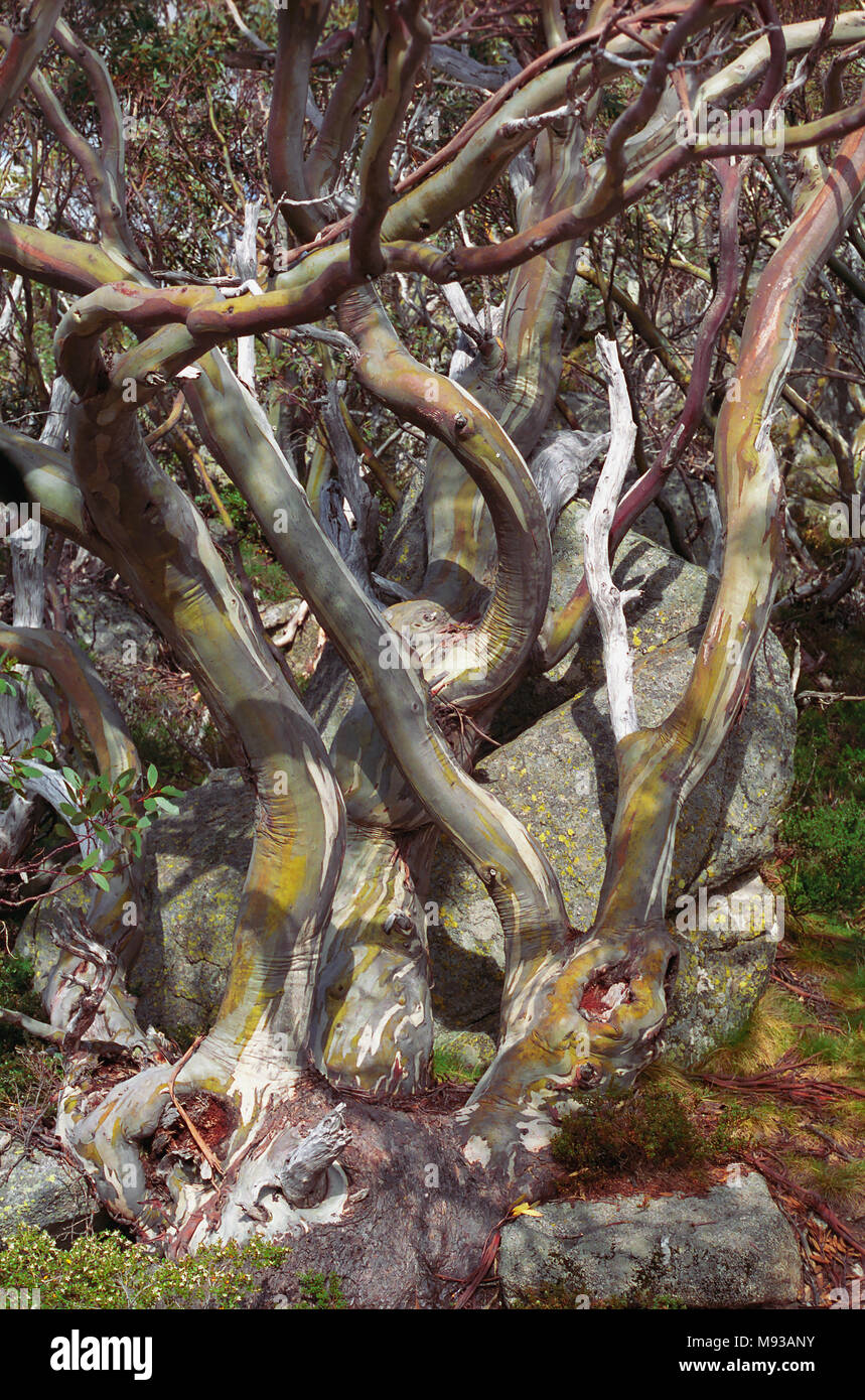 Snow gums (Eucalyptus pauciflora), Charlotte Pass, Perisher Valley ...