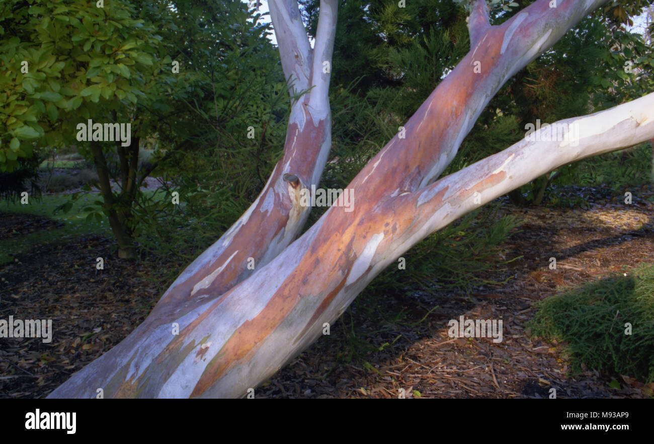 Snow gum, Eucalyptus pauciflora, Perisher Valley, Snowy Mountains, NSW ...