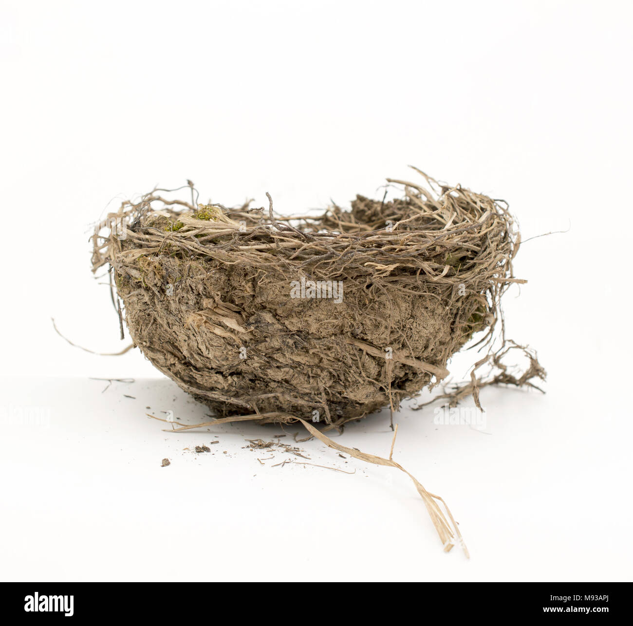 empty bird nest on white,image of a Stock Photo - Alamy