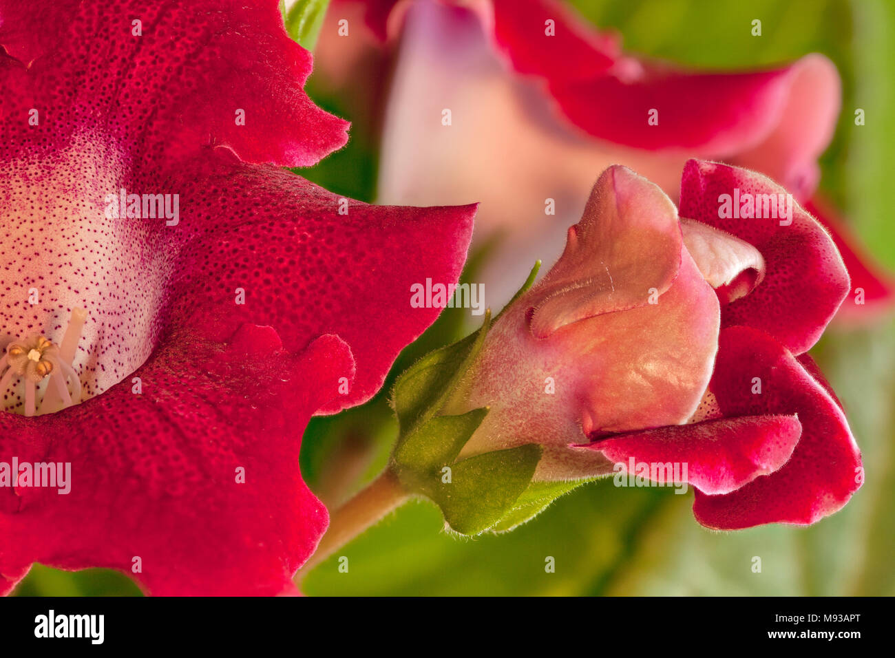 red Indoor flowers gloxinia on green close to Stock Photo - Alamy