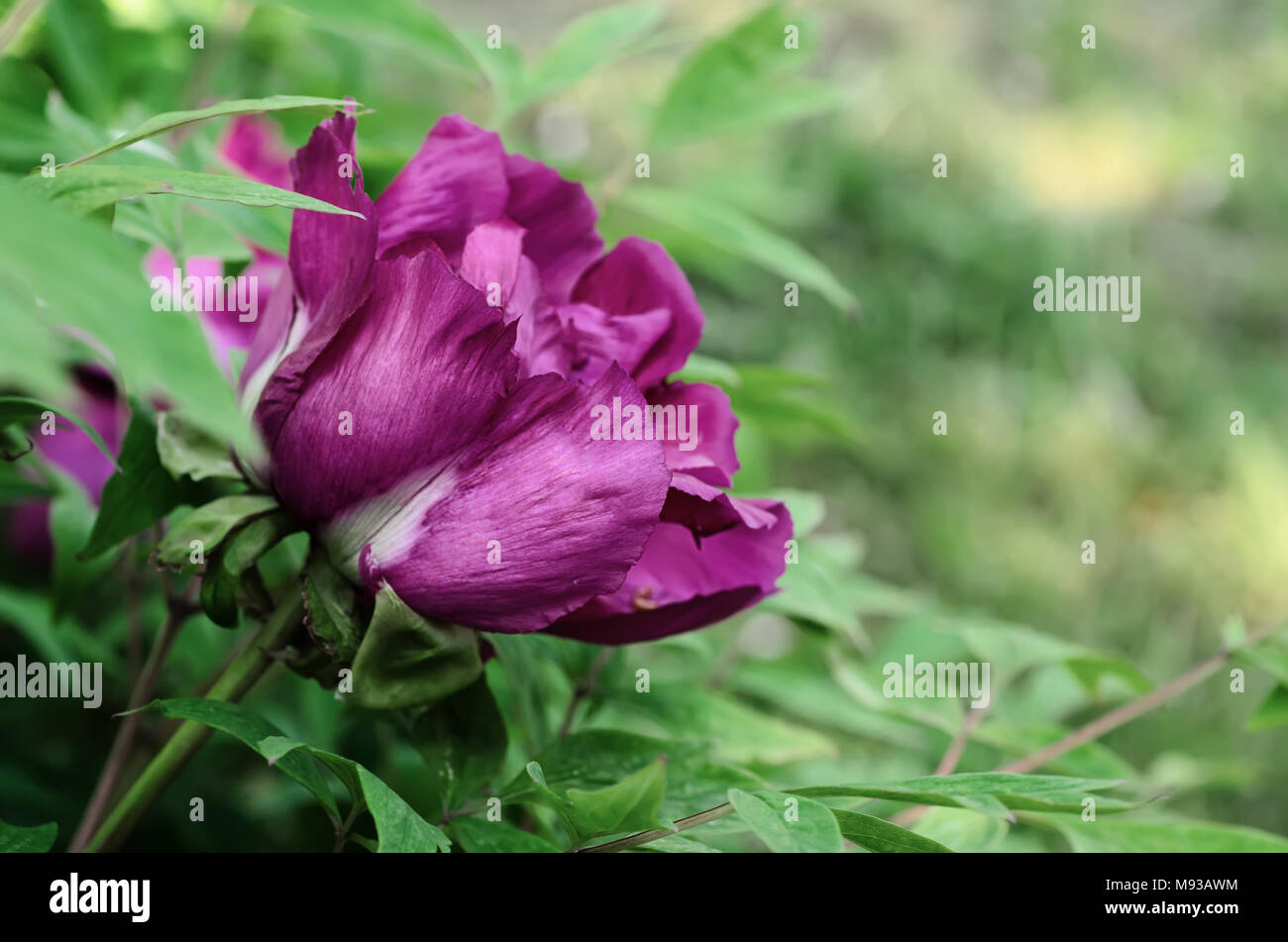 Peony flower background Stock Photo - Alamy