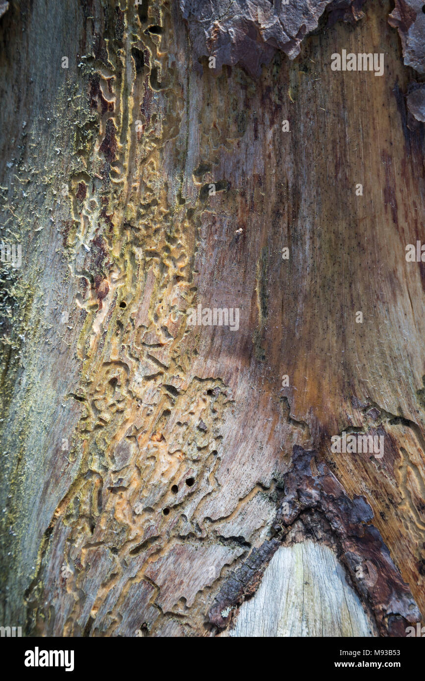 Beetle tracks hi-res stock photography and images - Alamy